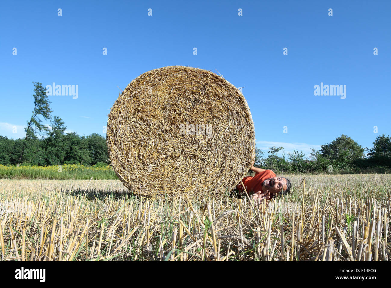 funny man being crushed by a rolling Hay bale Stock Photo - Alamy
