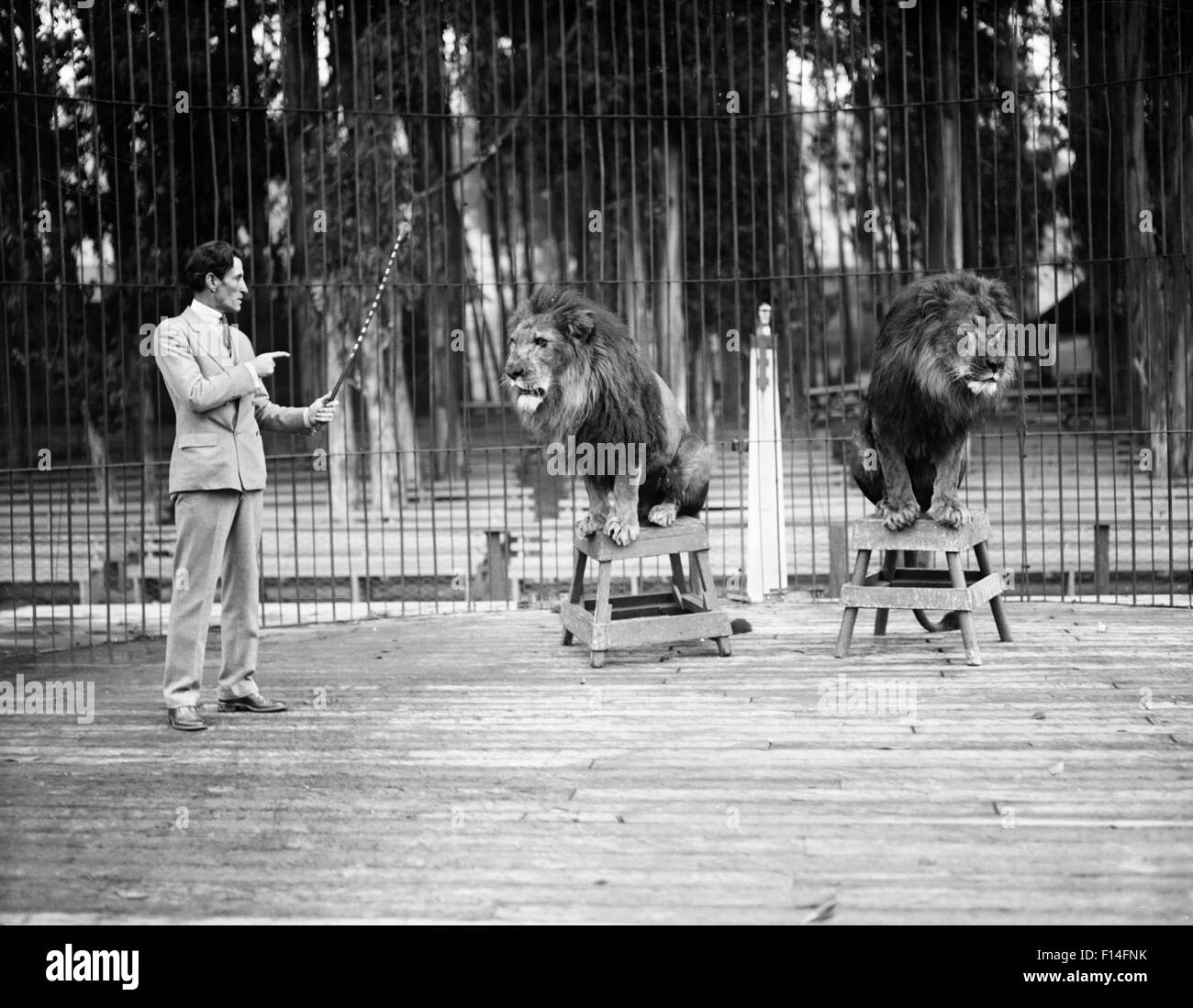 Adult lions Black and White Stock Photos & Images - Alamy