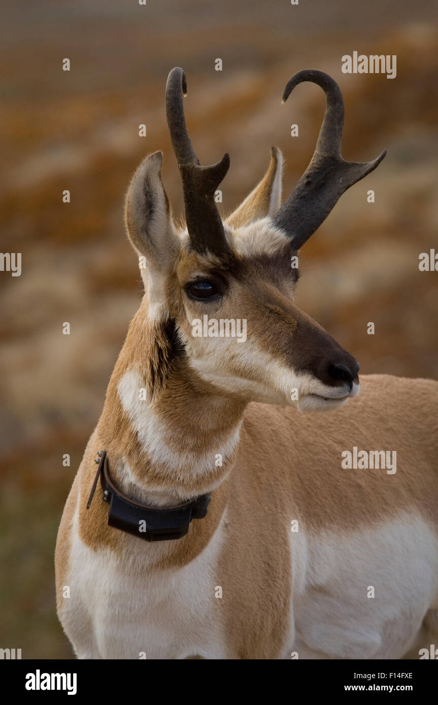 Buck head hi-res stock photography and images - Alamy