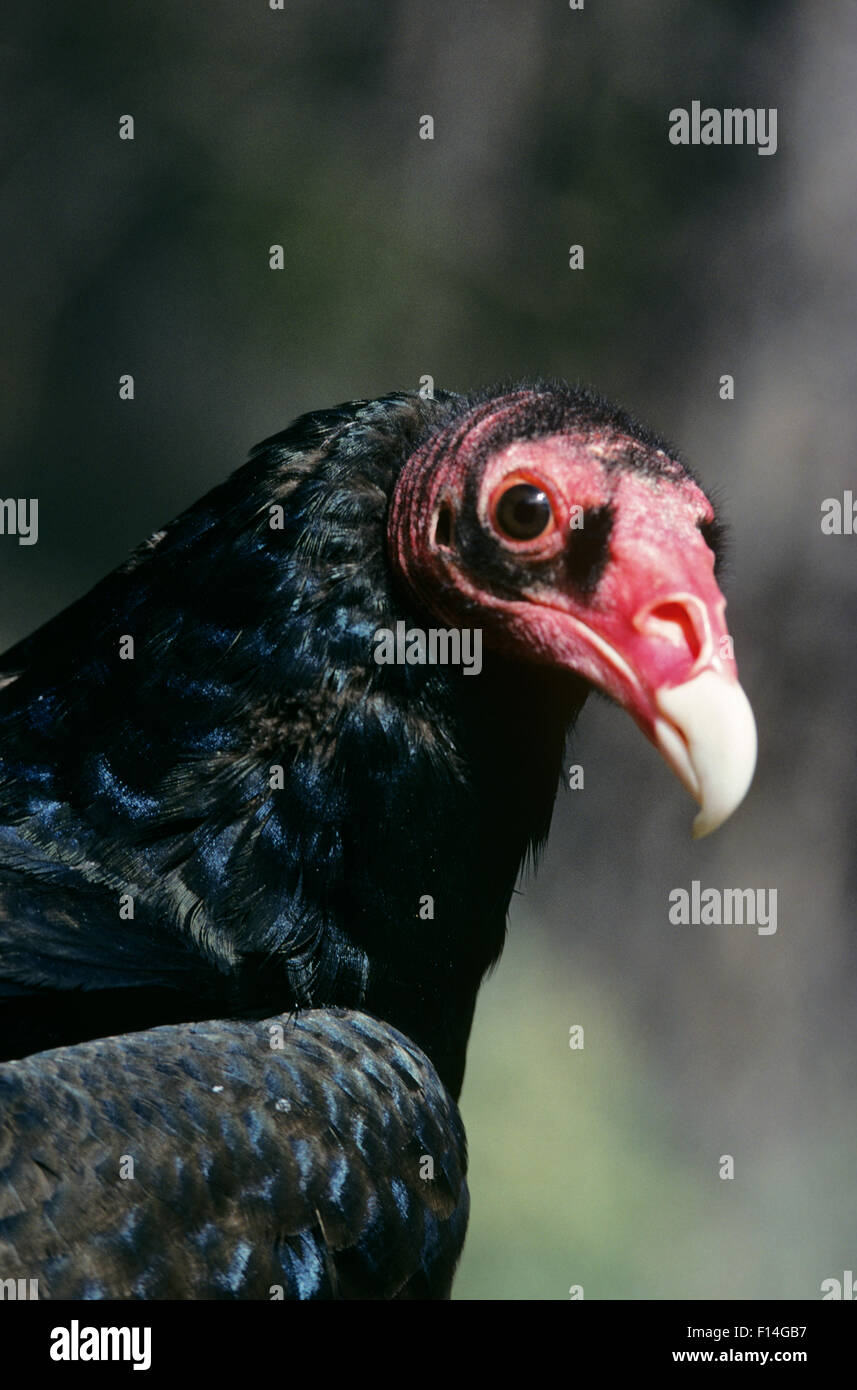 TURKEY VULTURE Cathartes aura SOUTH CANADA, U.S. AND MEXICO AT THE HIGH ...
