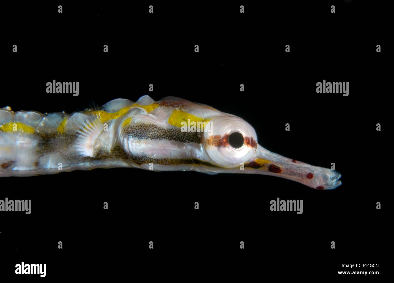 CLOSE-UP FACE VIEW OF PIPEFISH WITH DARK BACKGROUND Stock Photo - Alamy