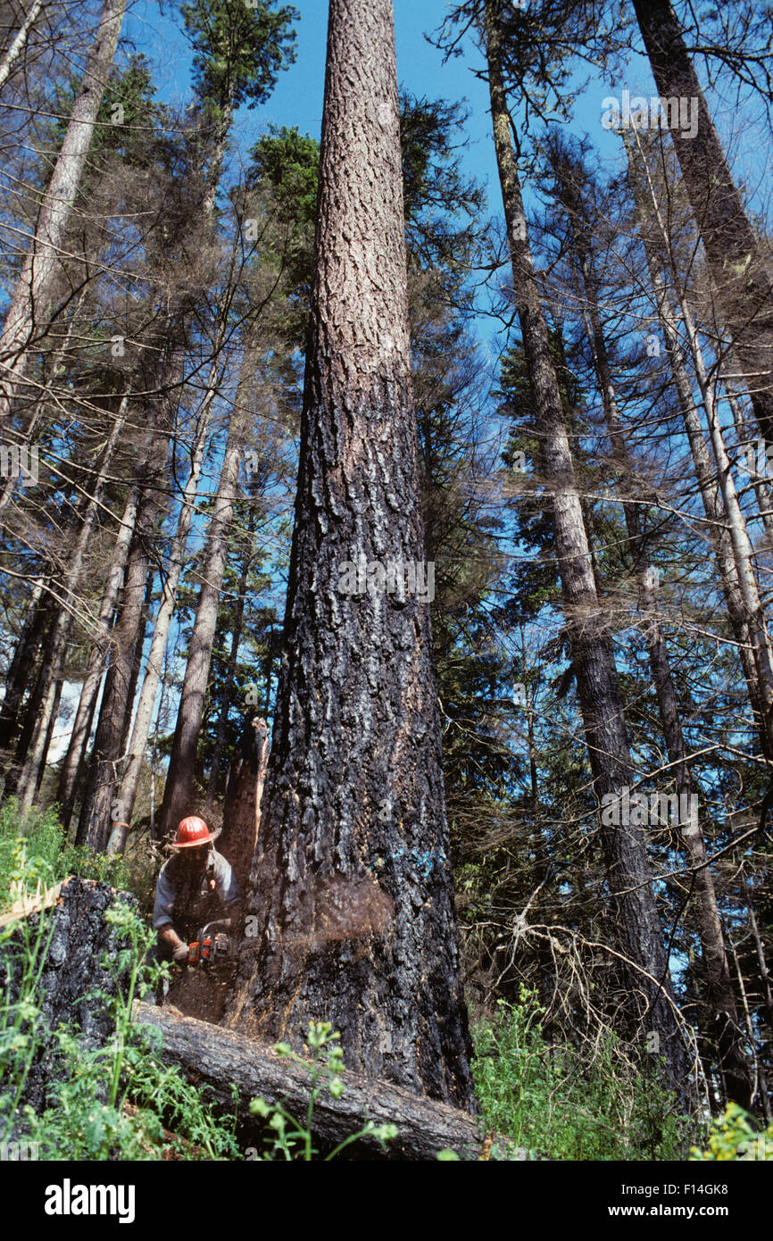LUMBERJACK FELLING OLD GROWTH TIMBER DAMAGED BY FOREST FIRE OREGON USA ...