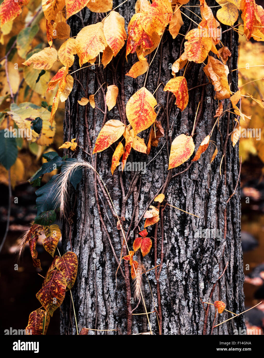 AUTUMN TREE TRUNK & LEAVES Stock Photo - Alamy