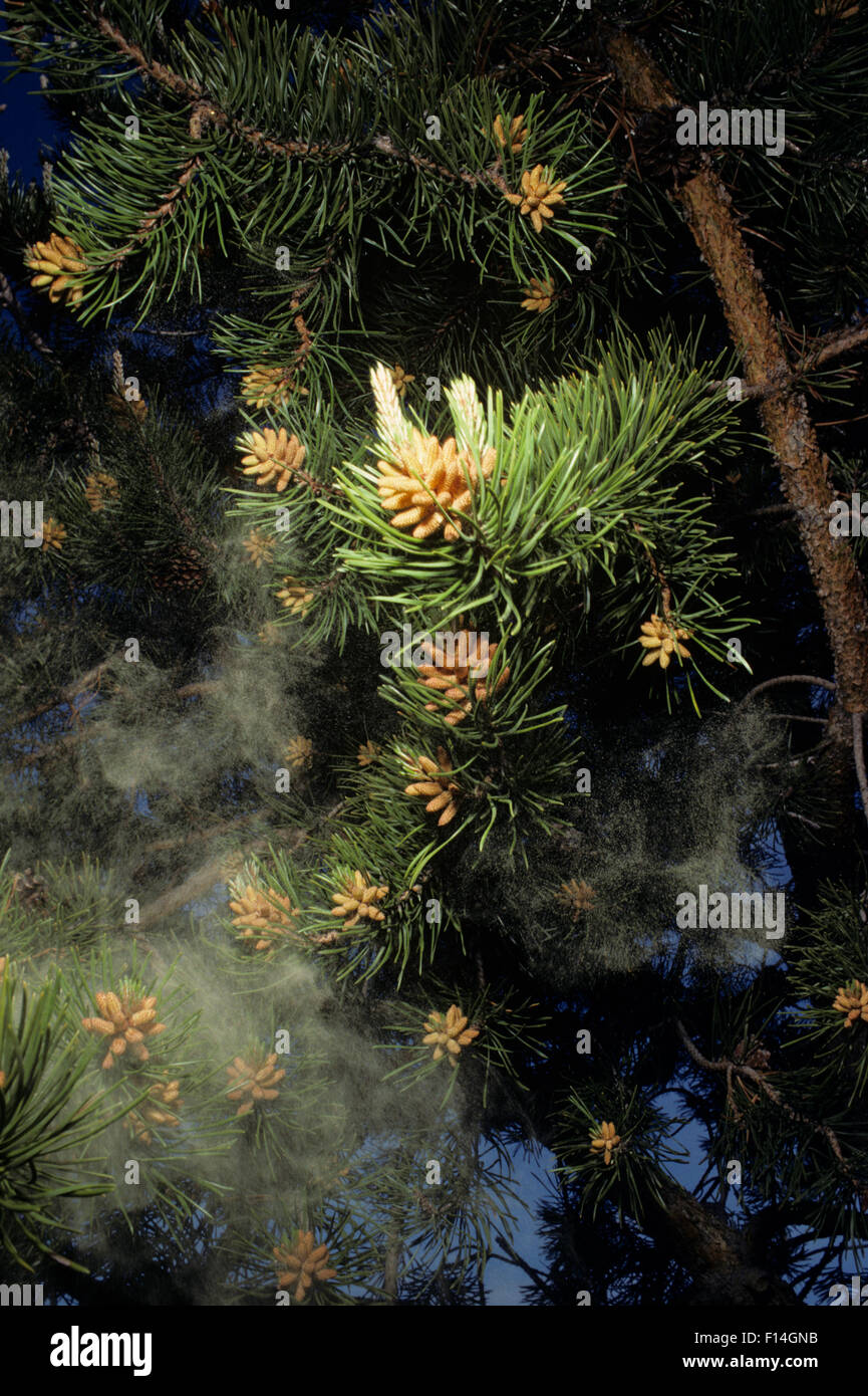 POLLEN DUST FROM LODGEPOLE PINE TREE Stock Photo - Alamy