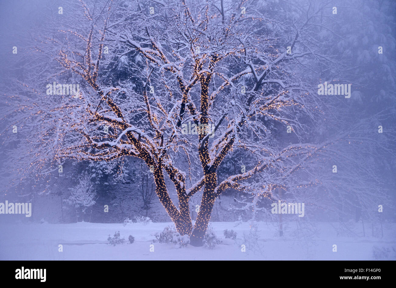 GOLDEN TREE WITH LIGHTS IN SNOWY WOODS Stock Photo - Alamy