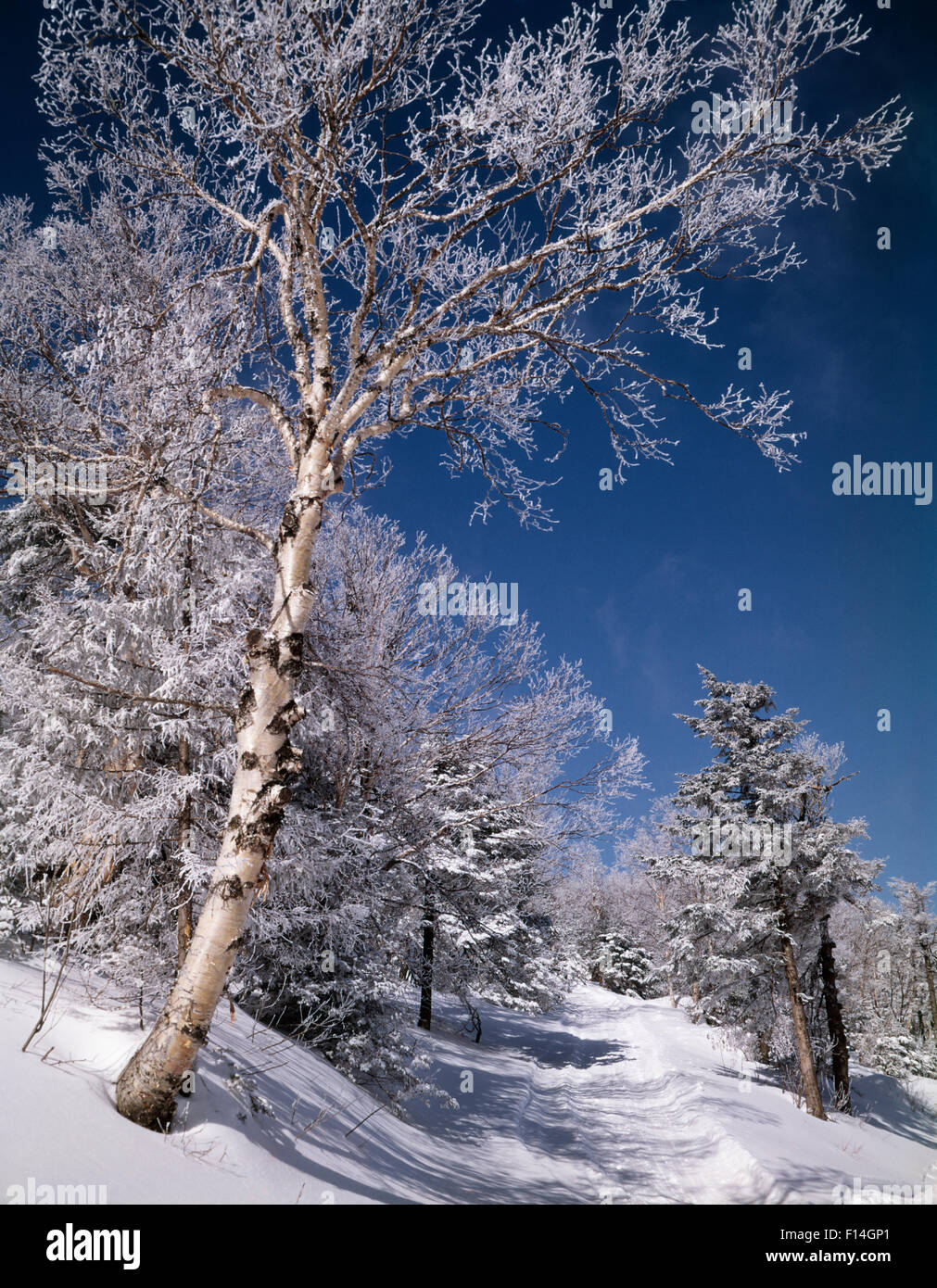 SNOWY WINTER SCENE WHITE BIRCH PINE TREES AND CLEAR BLUE SKY Stock ...