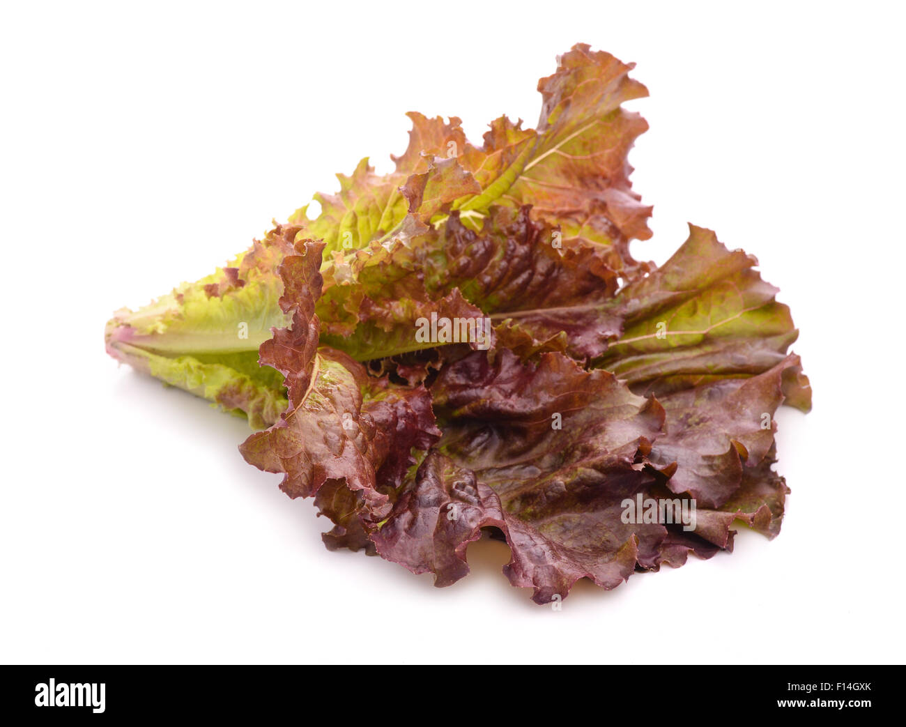 Oak lettuce leaves hi-res stock photography and images - Alamy