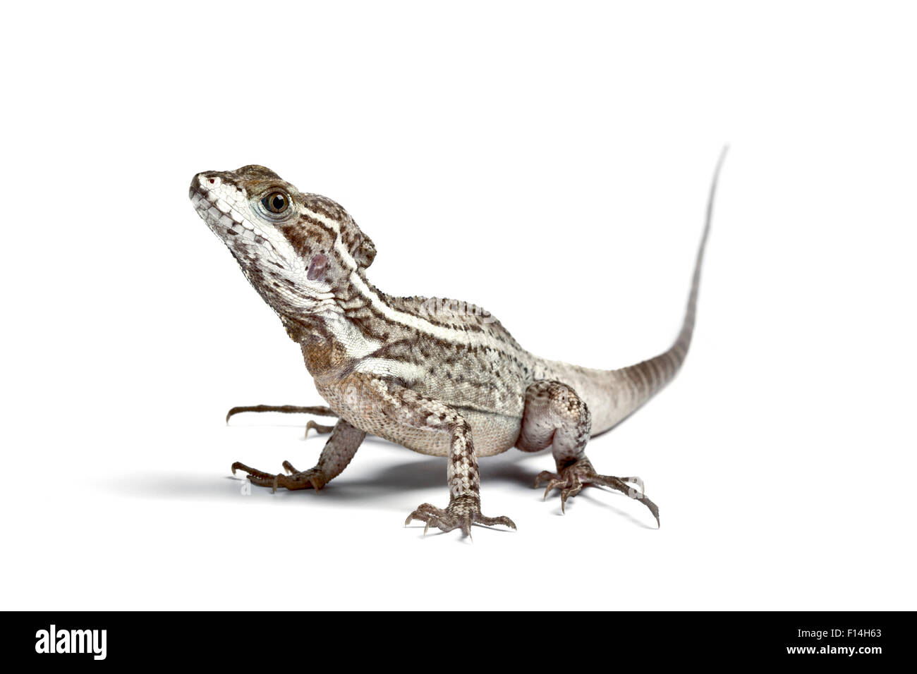 Brown basilisk (Basiliscus vittatus) on white background, occurs in ...