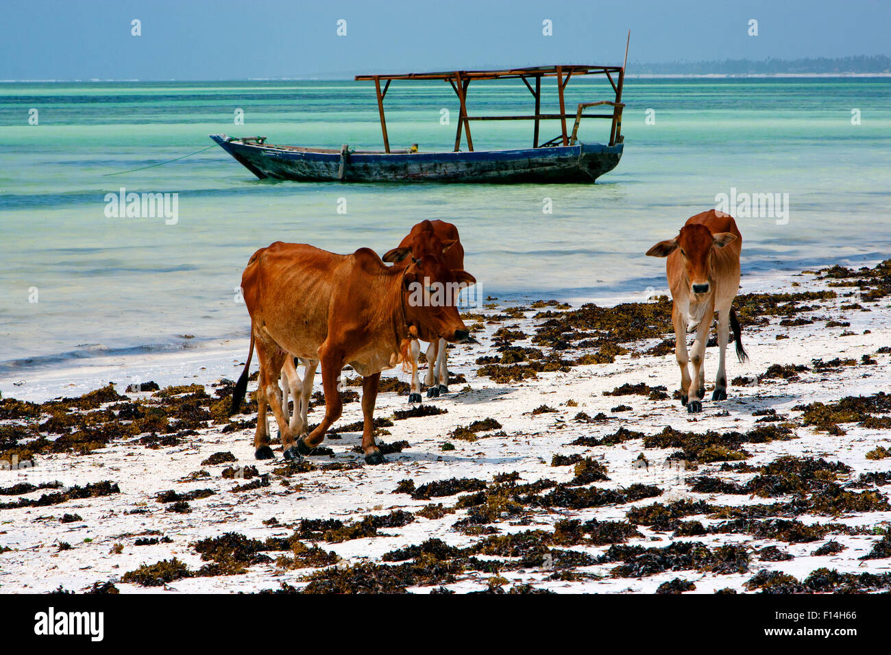 africa cow coastline boat pirague in the blue lagoon relax of zanzibar ...