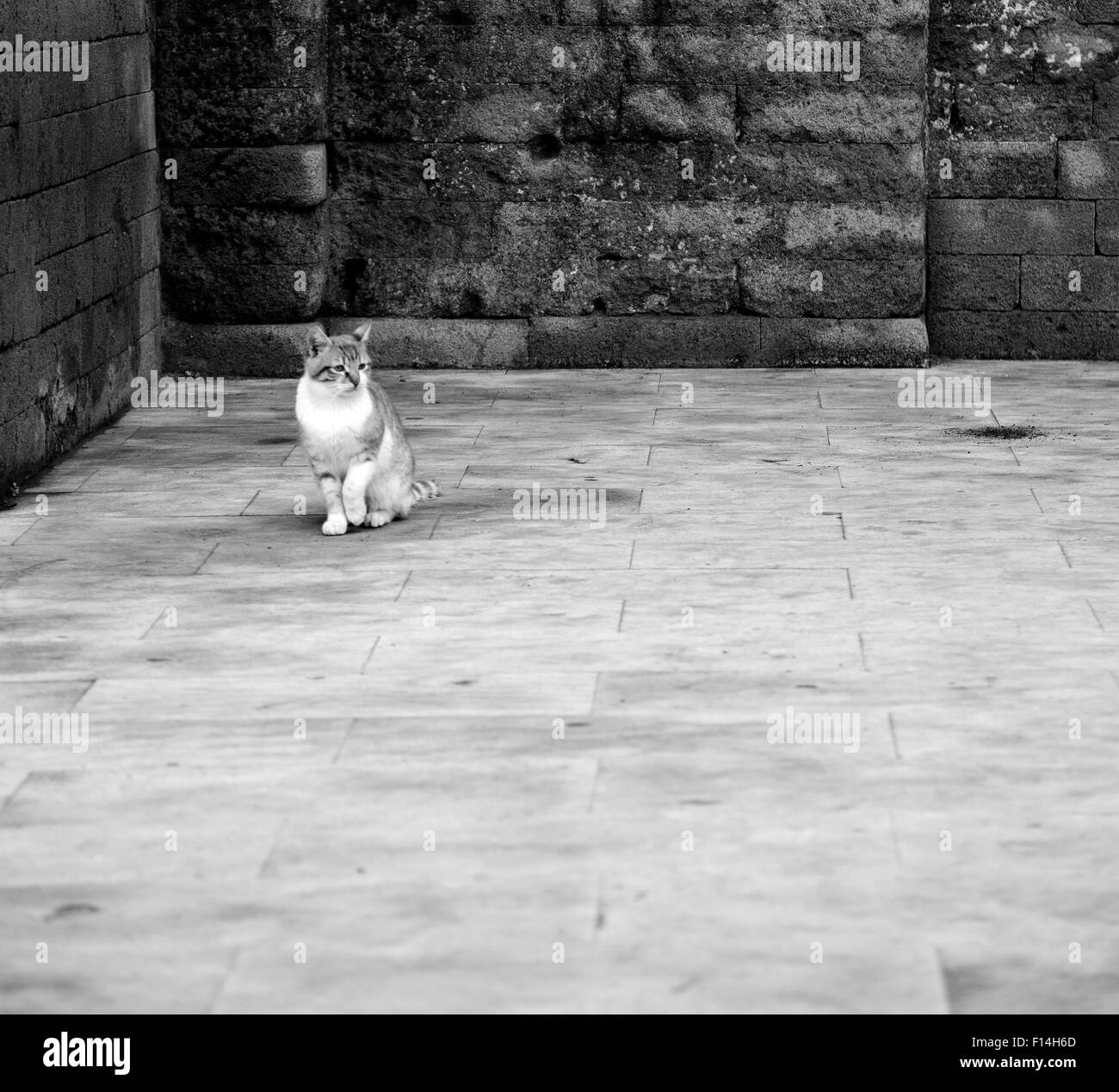 alone cat in africa morocco and house background Stock Photo - Alamy