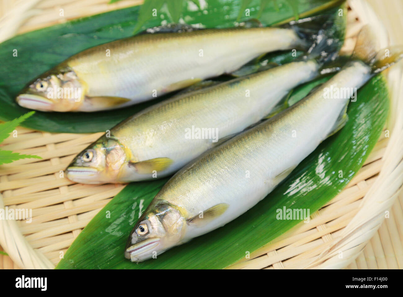 Ayu fish hi-res stock photography and images - Alamy