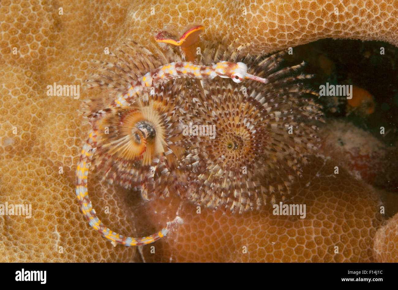 Worm pipefish hi-res stock photography and images - Alamy