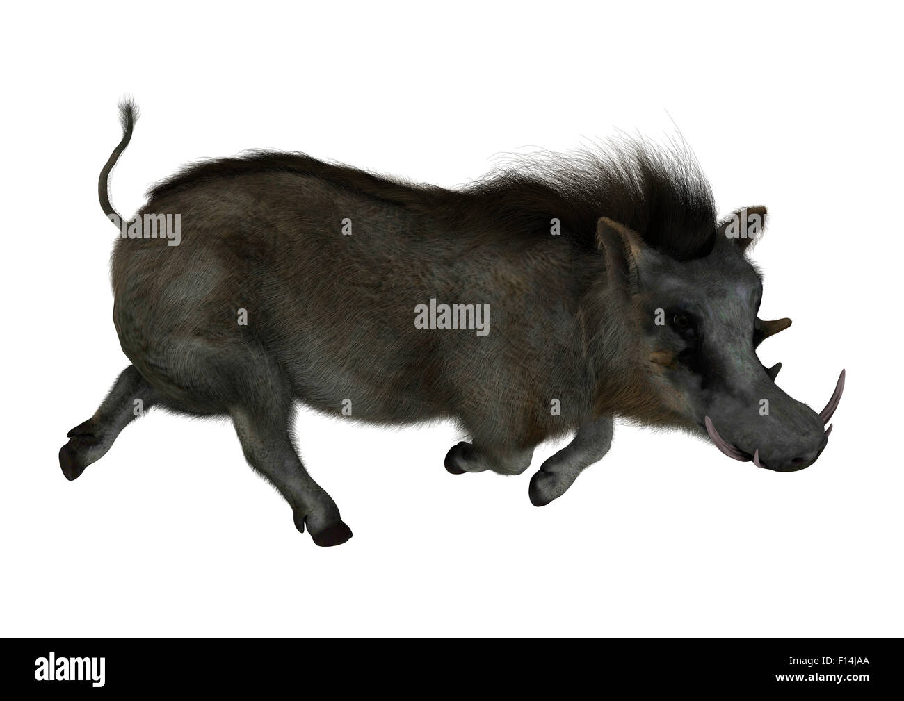3D digital render of a wild warthog running isolated on white ...