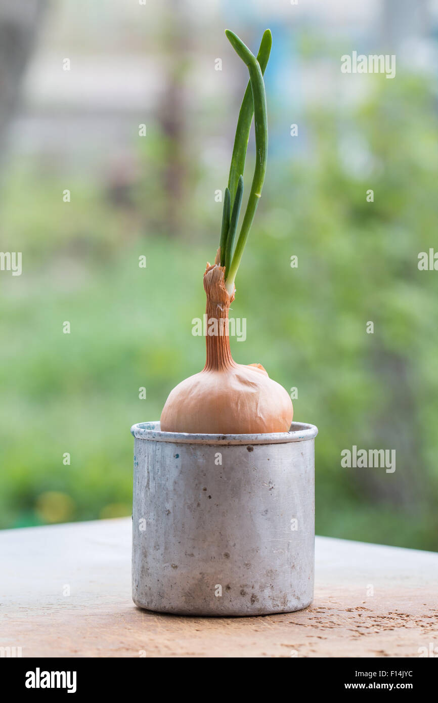 sprouted onions in metal cup on natural background Stock Photo - Alamy