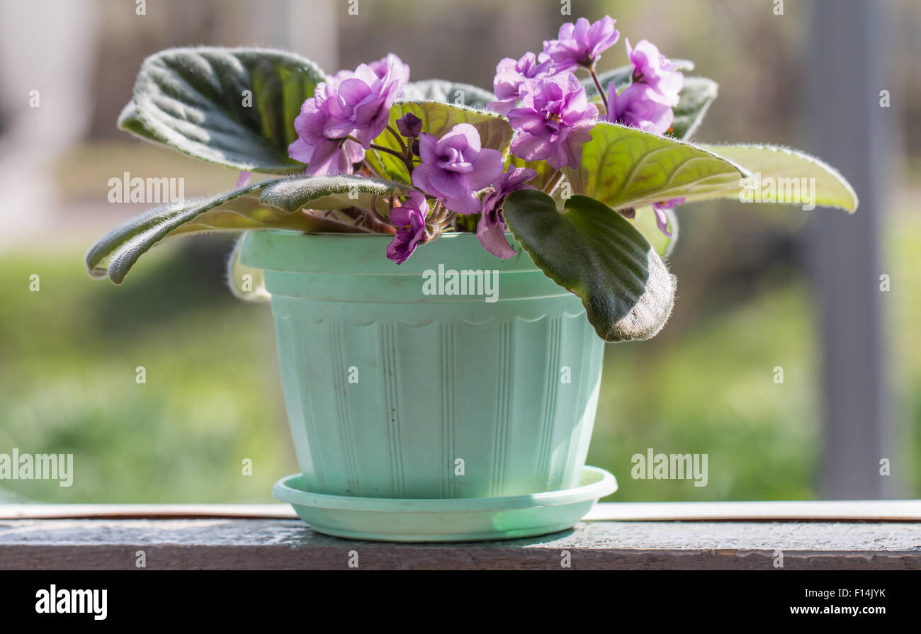 Bright violet in pot on natural background Stock Photo - Alamy