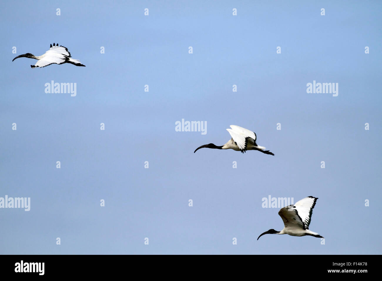 Flock of African sacred ibis (Threskiornis aethiopicus) in flight at ...