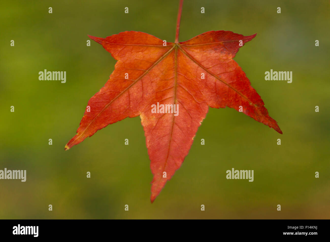 Autumn foliage of Liquidambar styraciflua, commonly called American ...