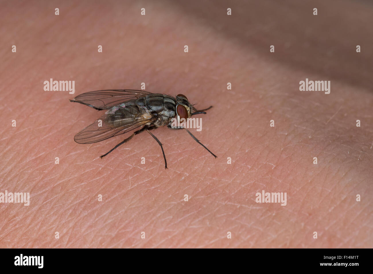 Stable fly, barn fly, biting house fly, dog fly, female, Wadenstecher ...