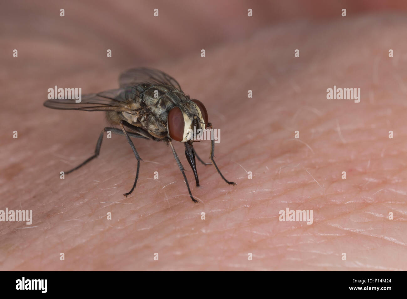 Stable fly, barn fly, biting house fly, dog fly, female, Wadenstecher ...
