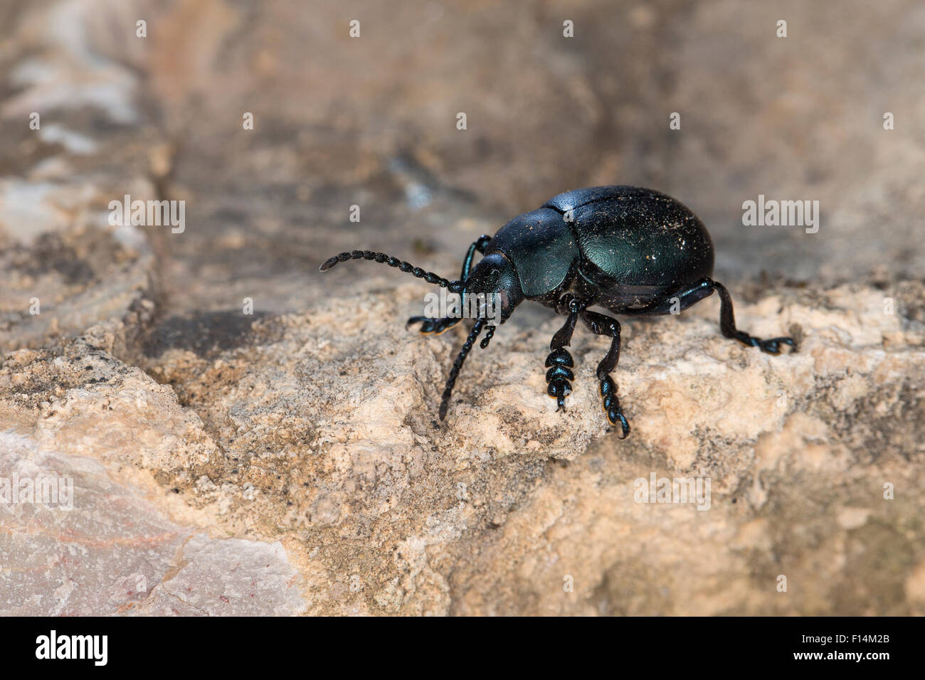 Blood beetle hi-res stock photography and images - Alamy