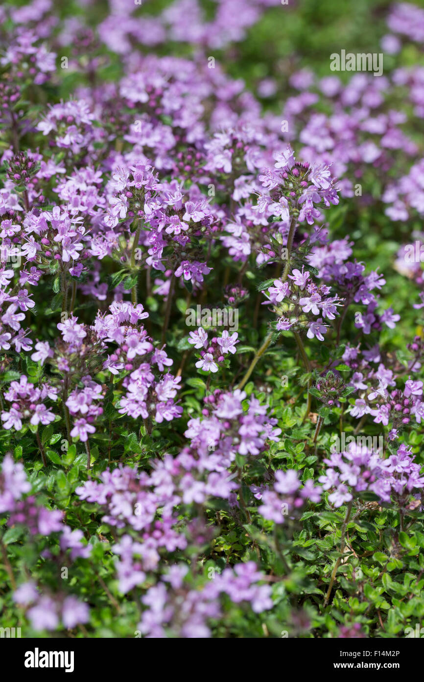 Broad-leaved thyme, lemon thyme, Breitblättriger Thymian, Quendel ...