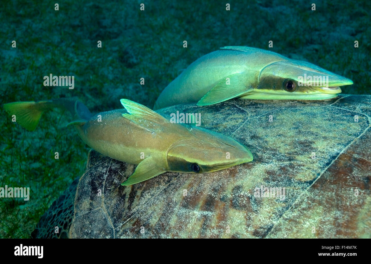 COUPLE OF SUCKERFISH STAY ON SEA TURTLE BACK Stock Photo - Alamy