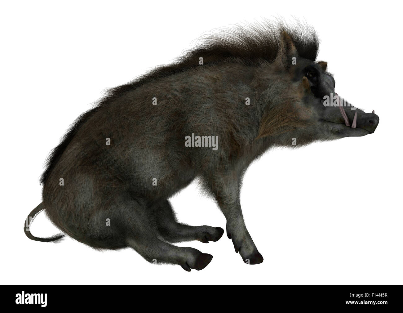 3D digital render of a wild warthog sitting isolated on white ...