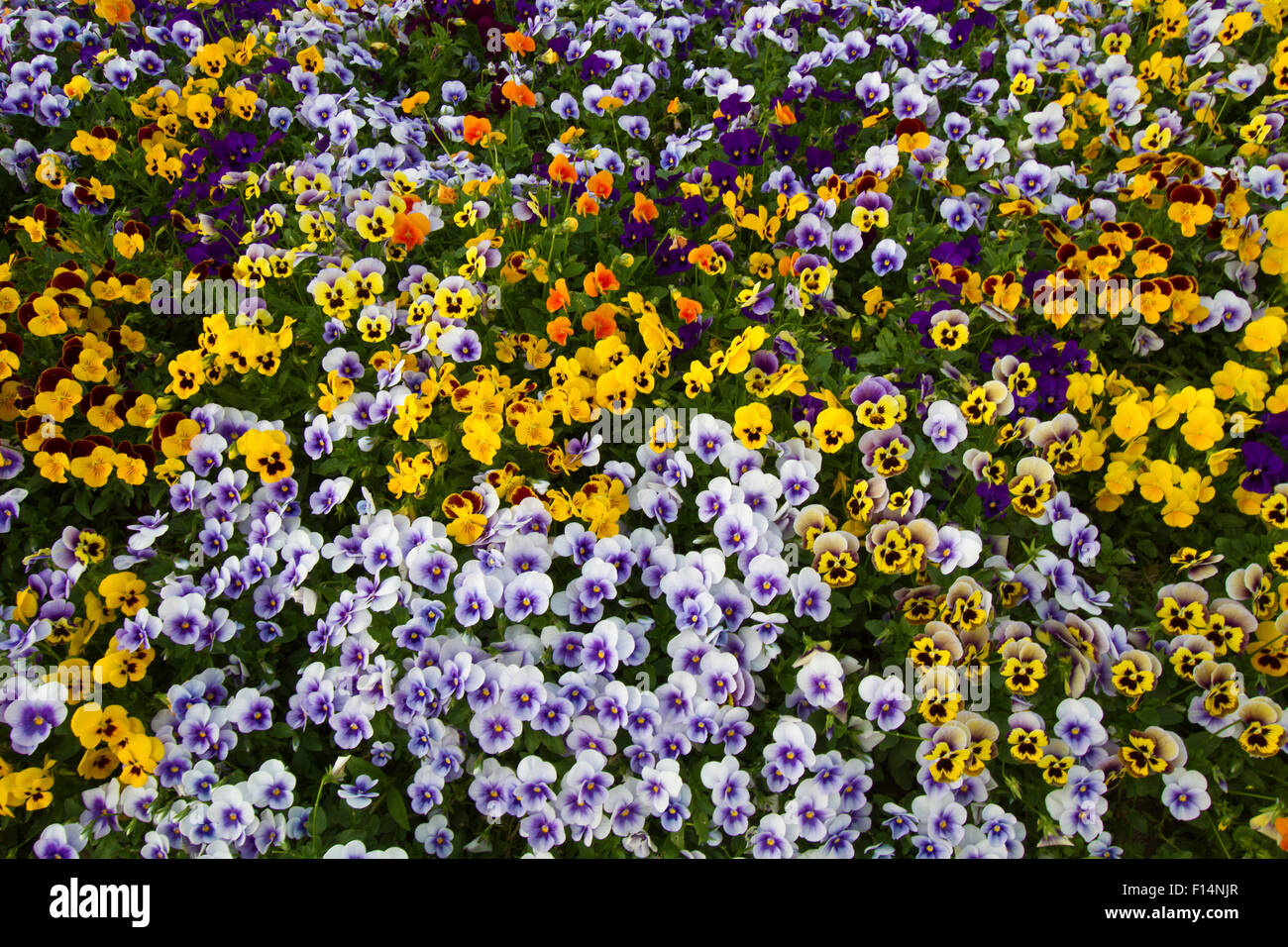 colorful floral pattern Stock Photo - Alamy