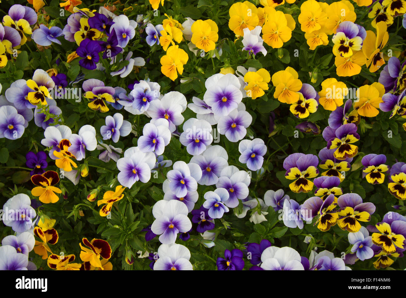 Colorful fabric flower hi-res stock photography and images - Alamy