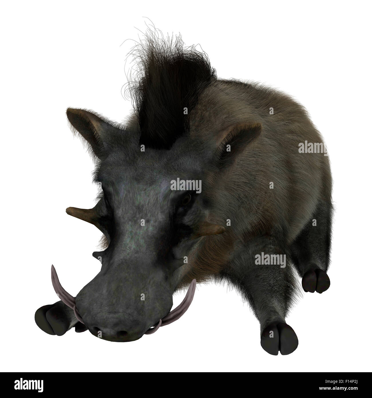 3D digital render of a wild warthog isolated on white background Stock ...