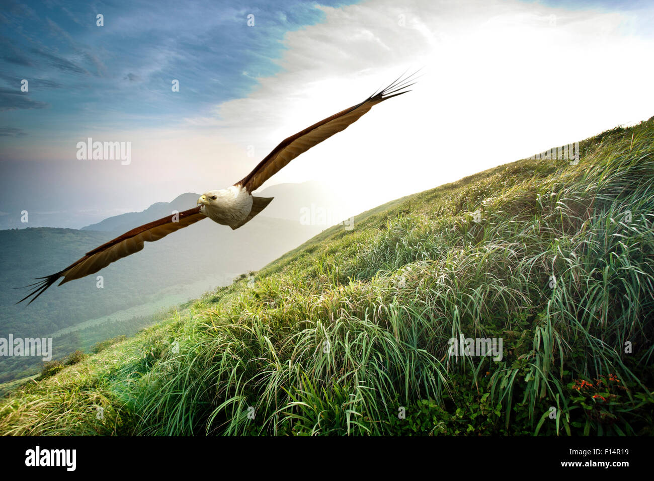 Eagle flying mountain hi-res stock photography and images - Alamy