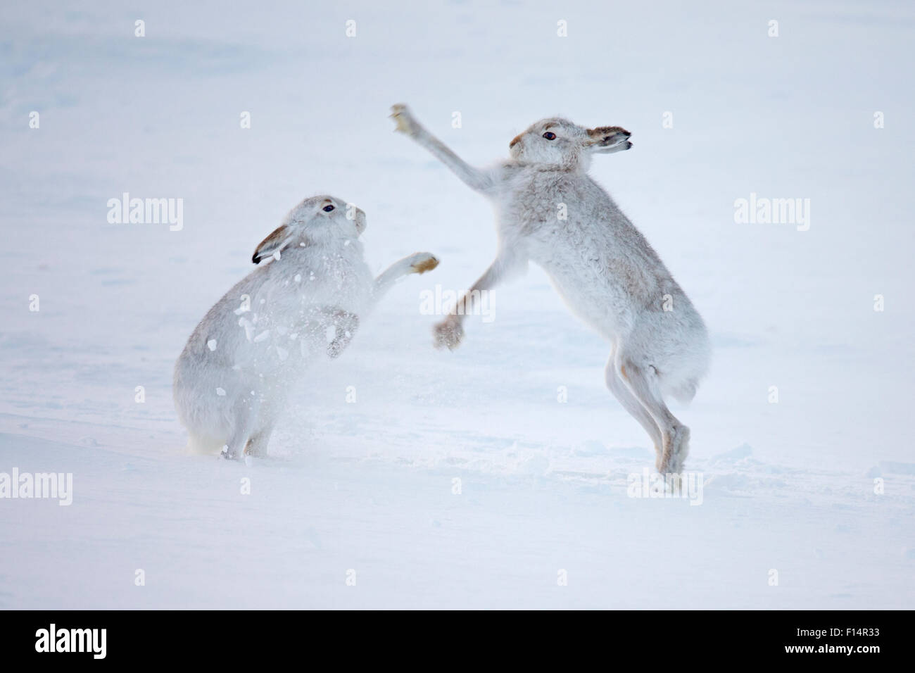 Mountain hares (Lepus timidus) boxing in snow, Scotland, UK, December ...