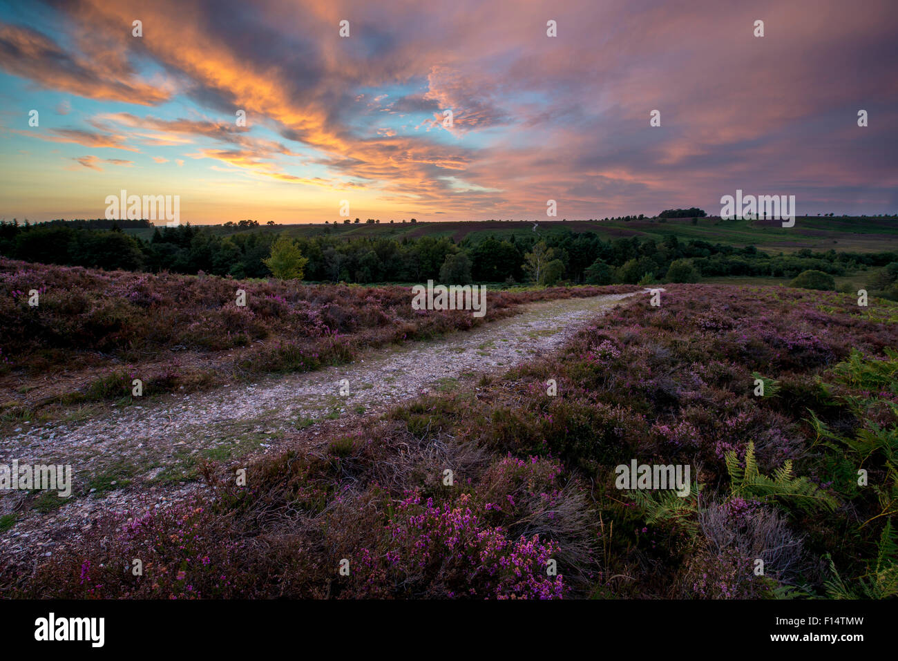 Sunset at Rockford Common in the New Forest Stock Photo - Alamy