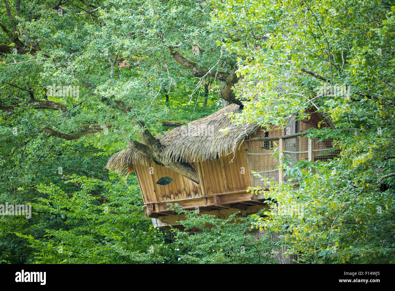 High trees house hi-res stock photography and images - Alamy