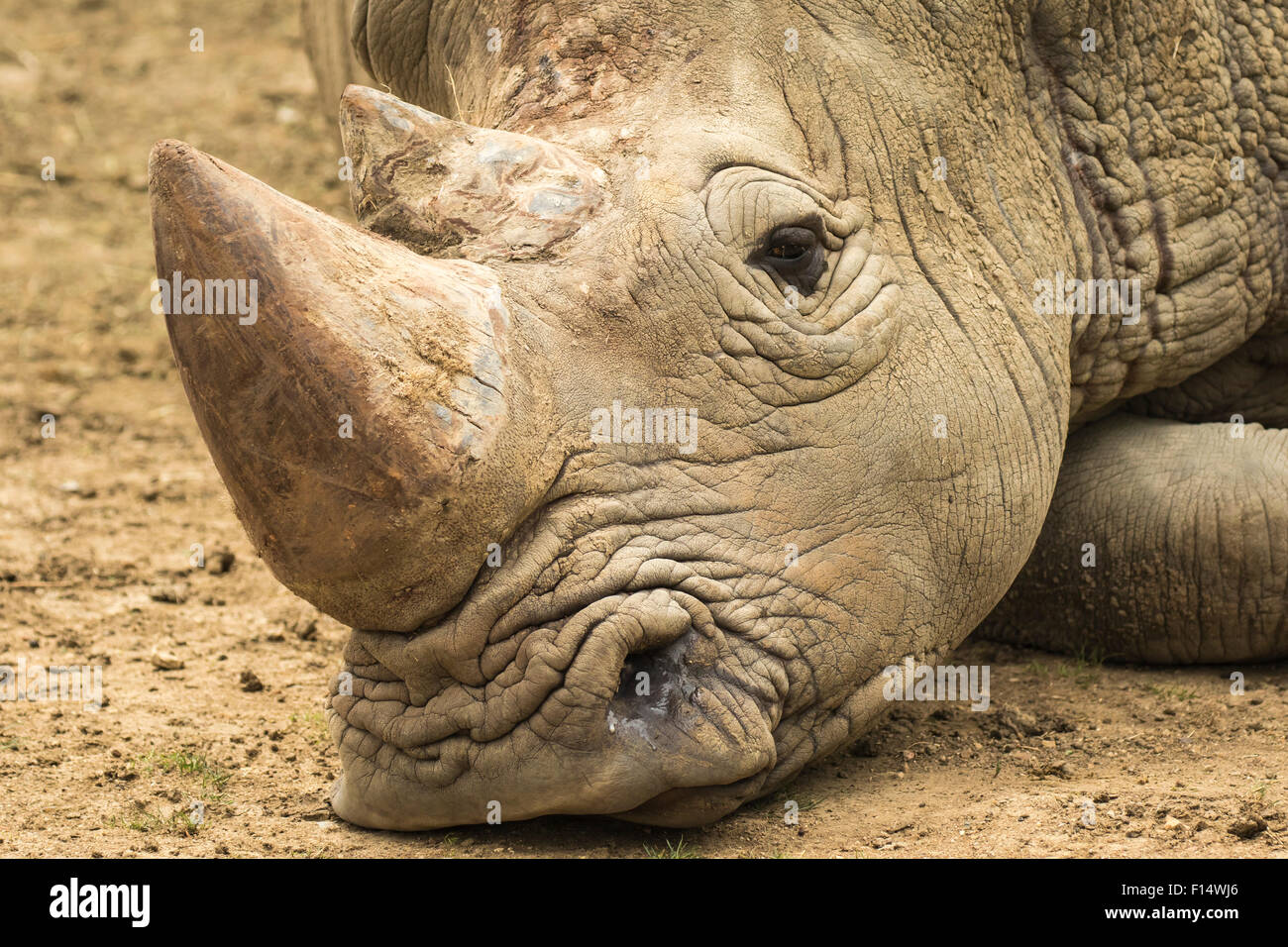 Rhino lies with his head on the ground looking sad Stock Photo - Alamy