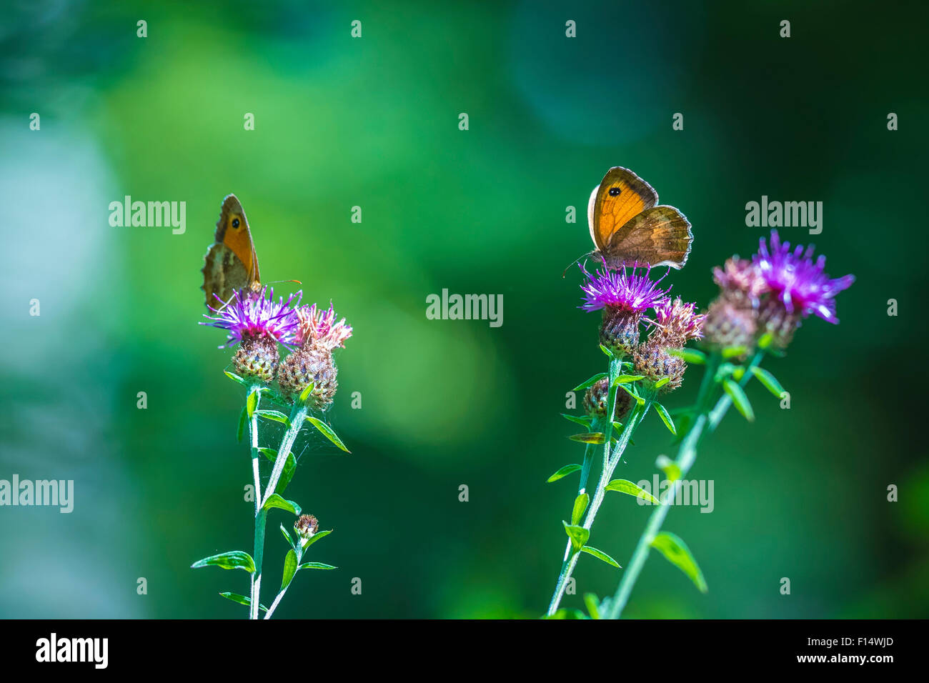 Gatekeeper butterflies hi-res stock photography and images - Alamy