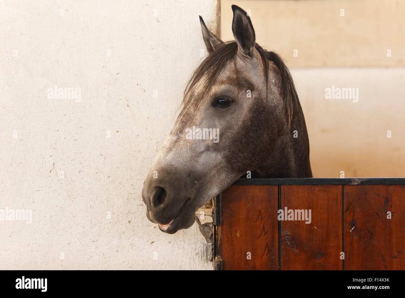 Beauty of arabic horse hi-res stock photography and images - Alamy