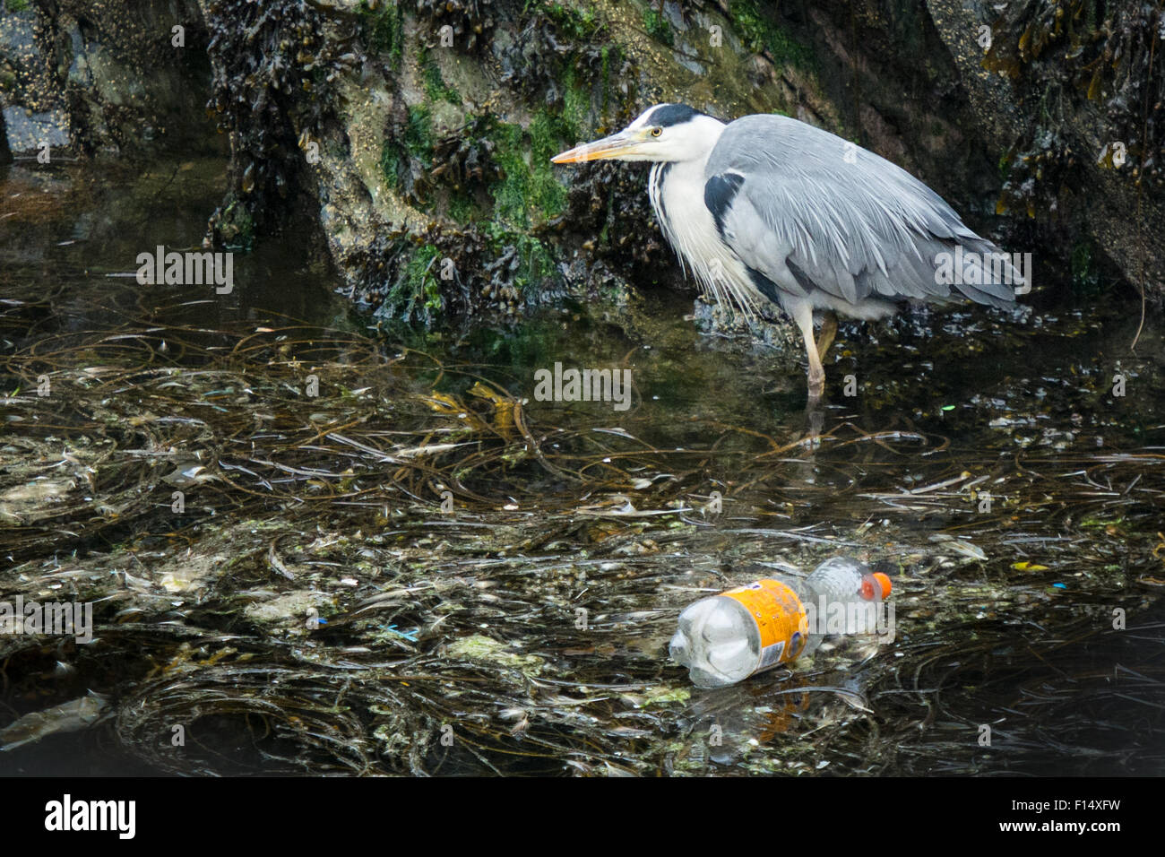 Plastic pollution and wildlife hi-res stock photography and images - Alamy