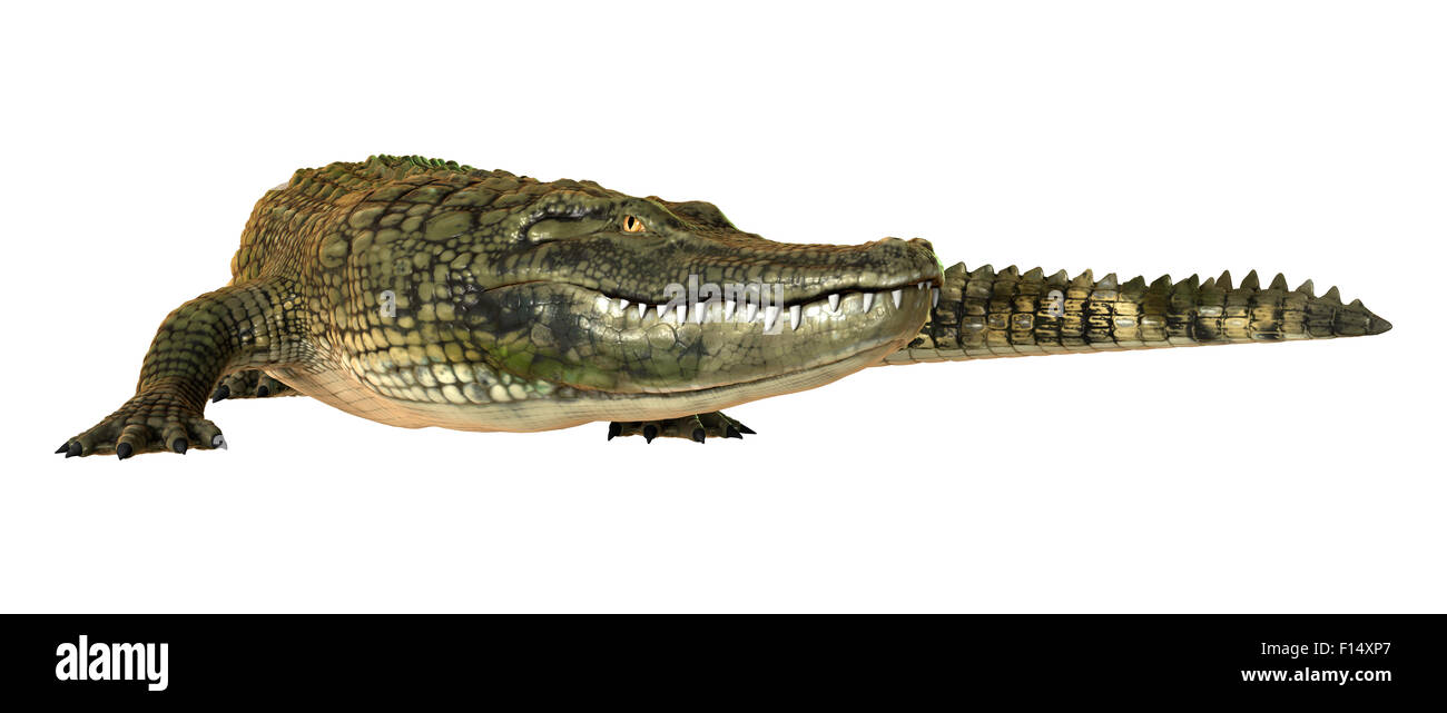 3D digital render of an American alligator isolated on white background ...