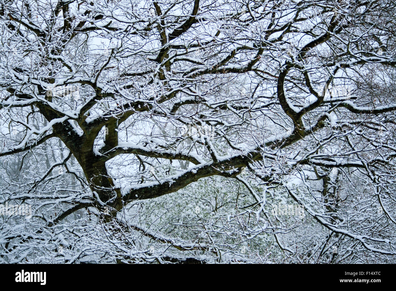 Narnia scene hi-res stock photography and images - Alamy