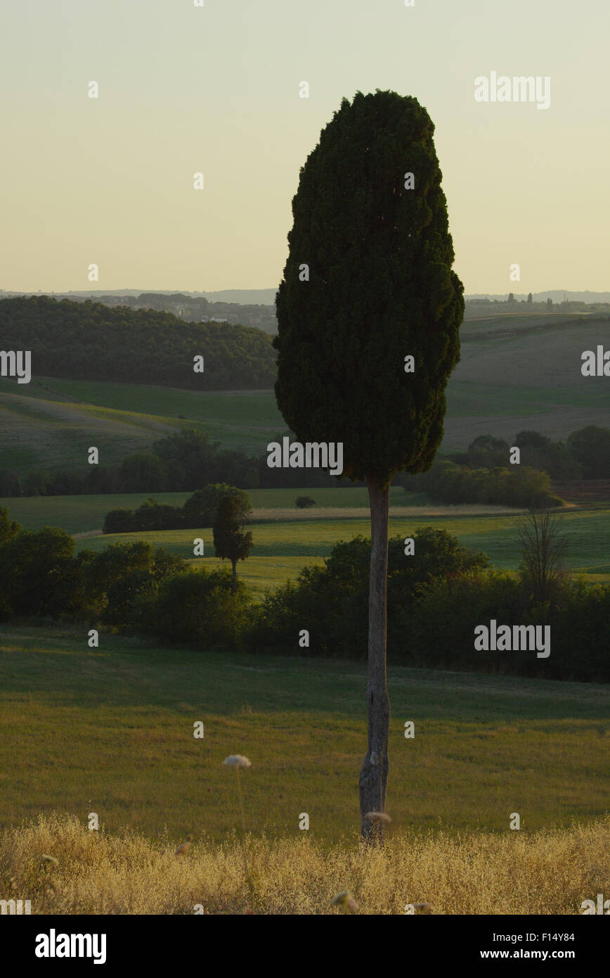 Rolling tree hi-res stock photography and images - Alamy