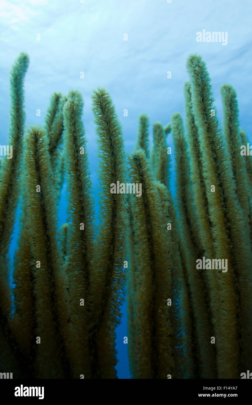 Stalks of coral underwater Stock Photo - Alamy