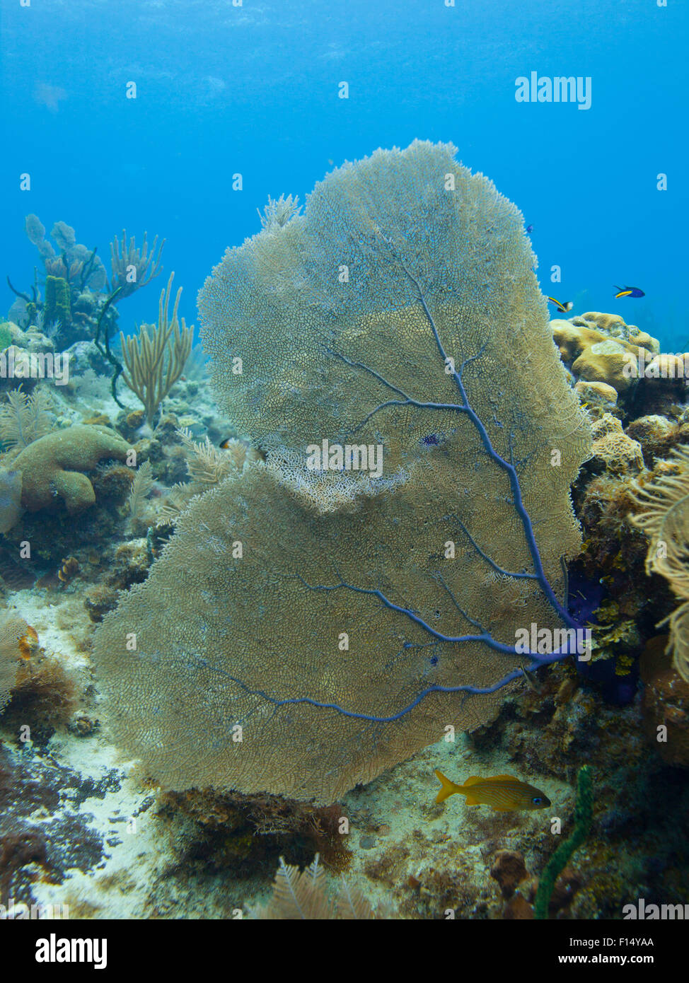 Fan-shaped coral reef Stock Photo - Alamy