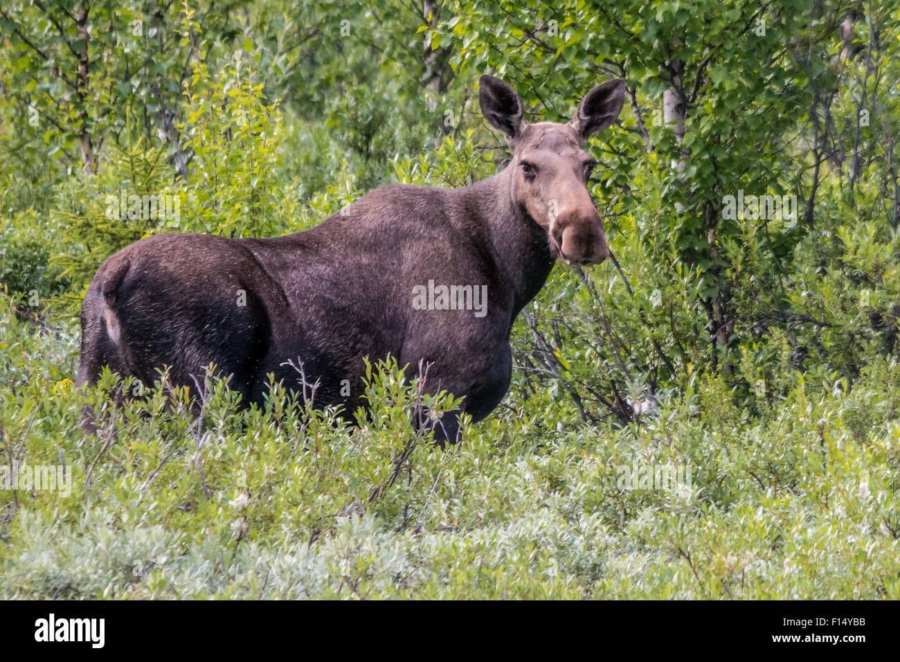 Female moose hi-res stock photography and images - Alamy