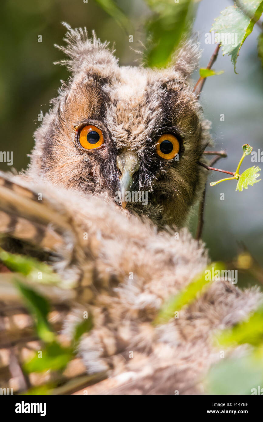 Juvenile owls hi-res stock photography and images - Alamy