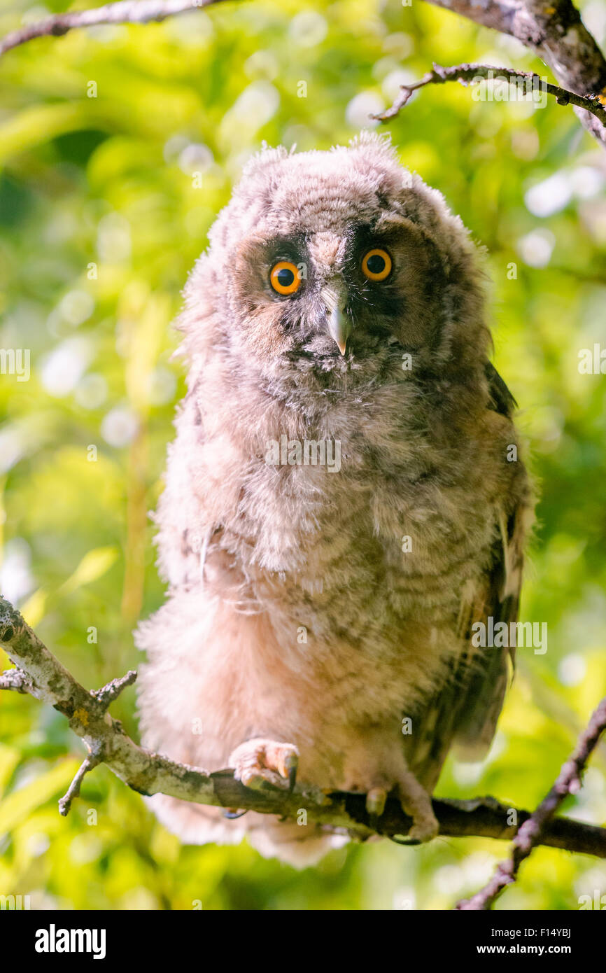 Juvenile long eared owl hi-res stock photography and images - Alamy