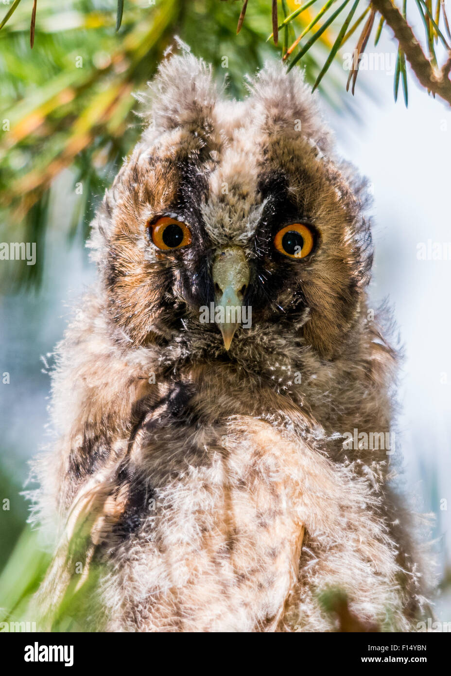 Juvenile long-eared owl (Asio otus Stock Photo - Alamy