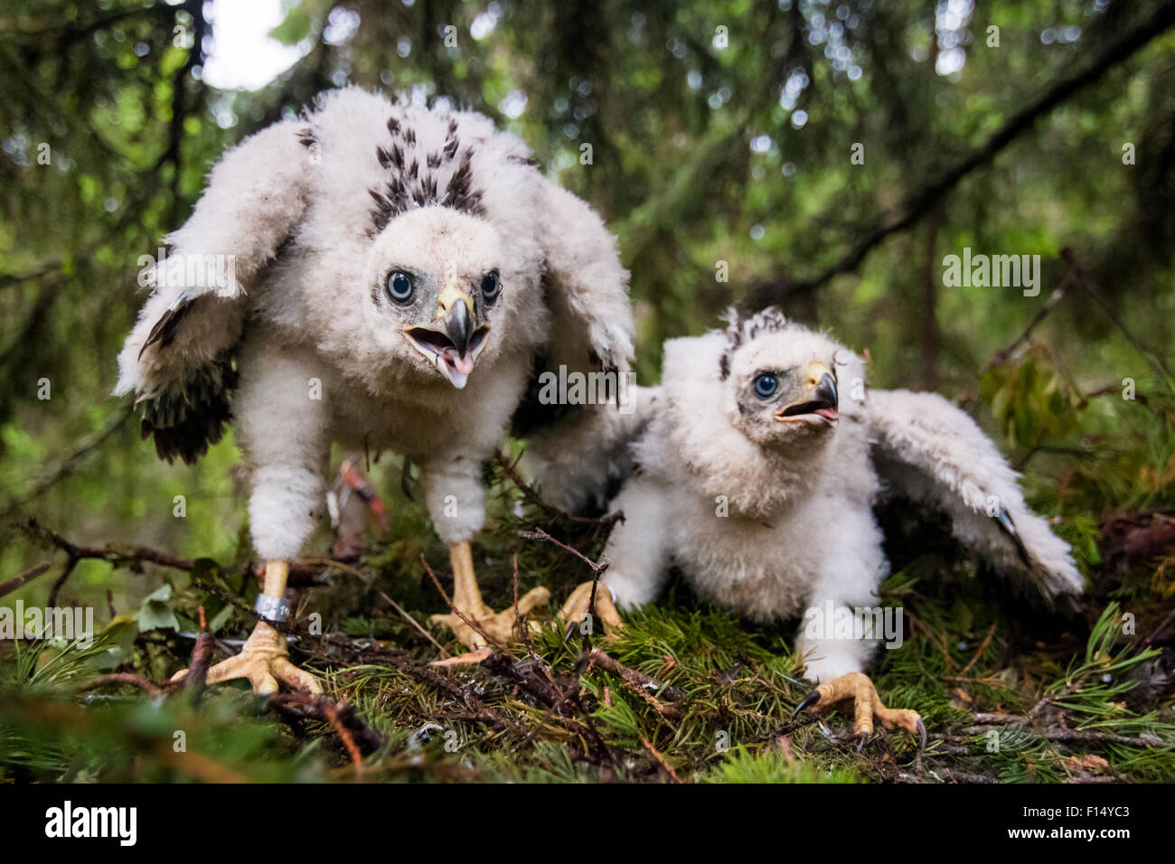 Northern Goshawk Nest