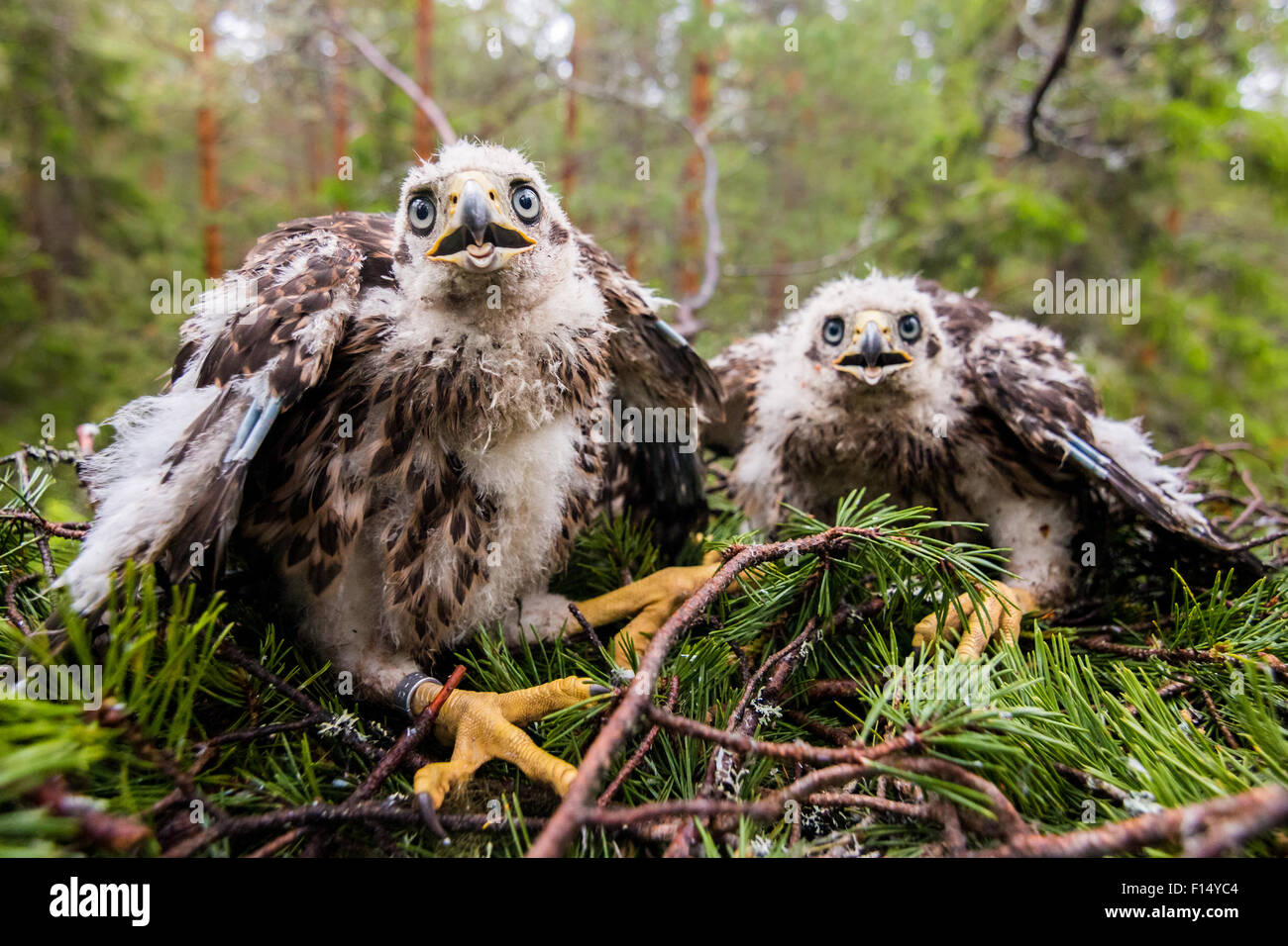 Northern goshawk chicks at the nest Stock Photo - Alamy