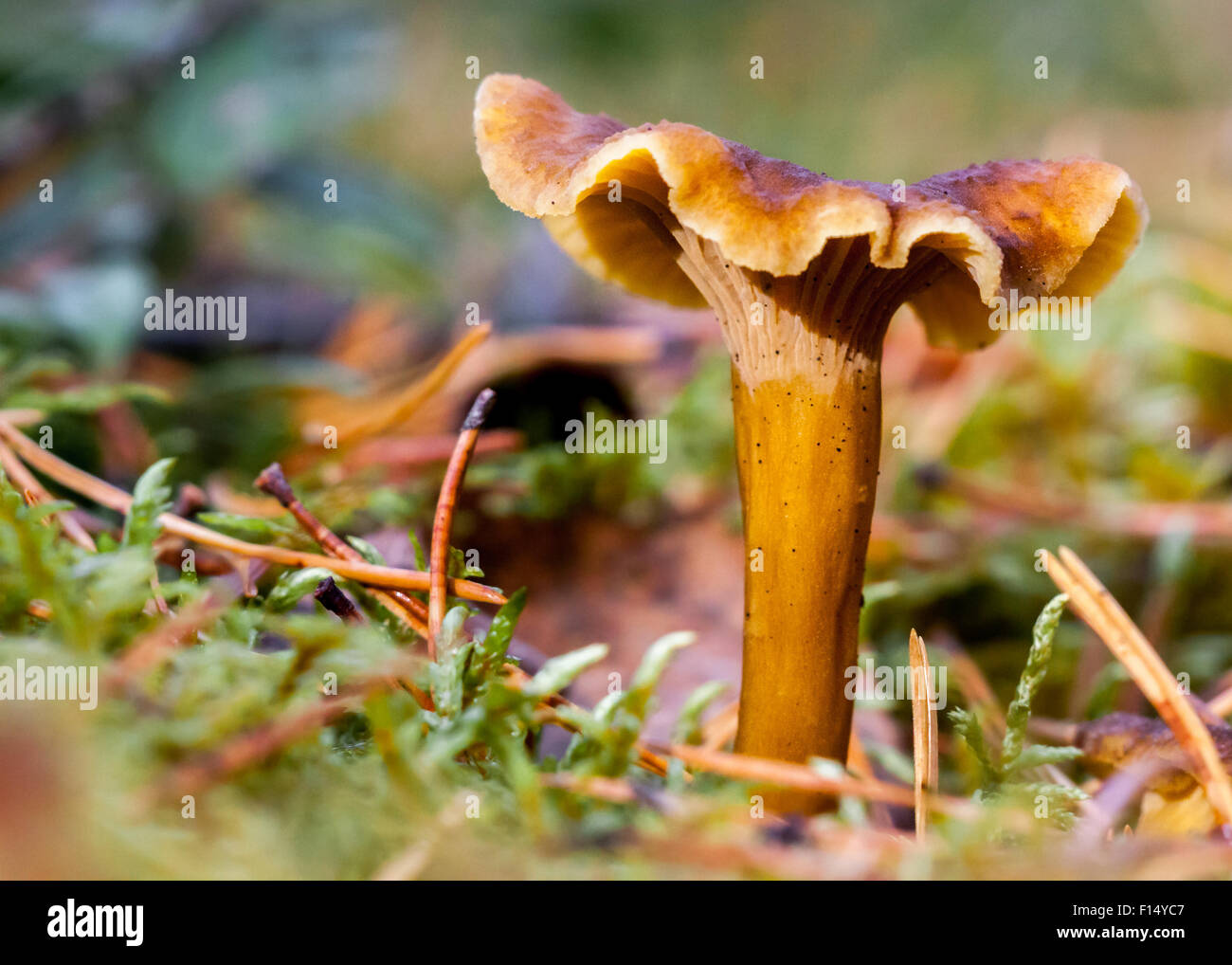 Yellowfoot mushroom (Craterellus tubaeformis Stock Photo - Alamy